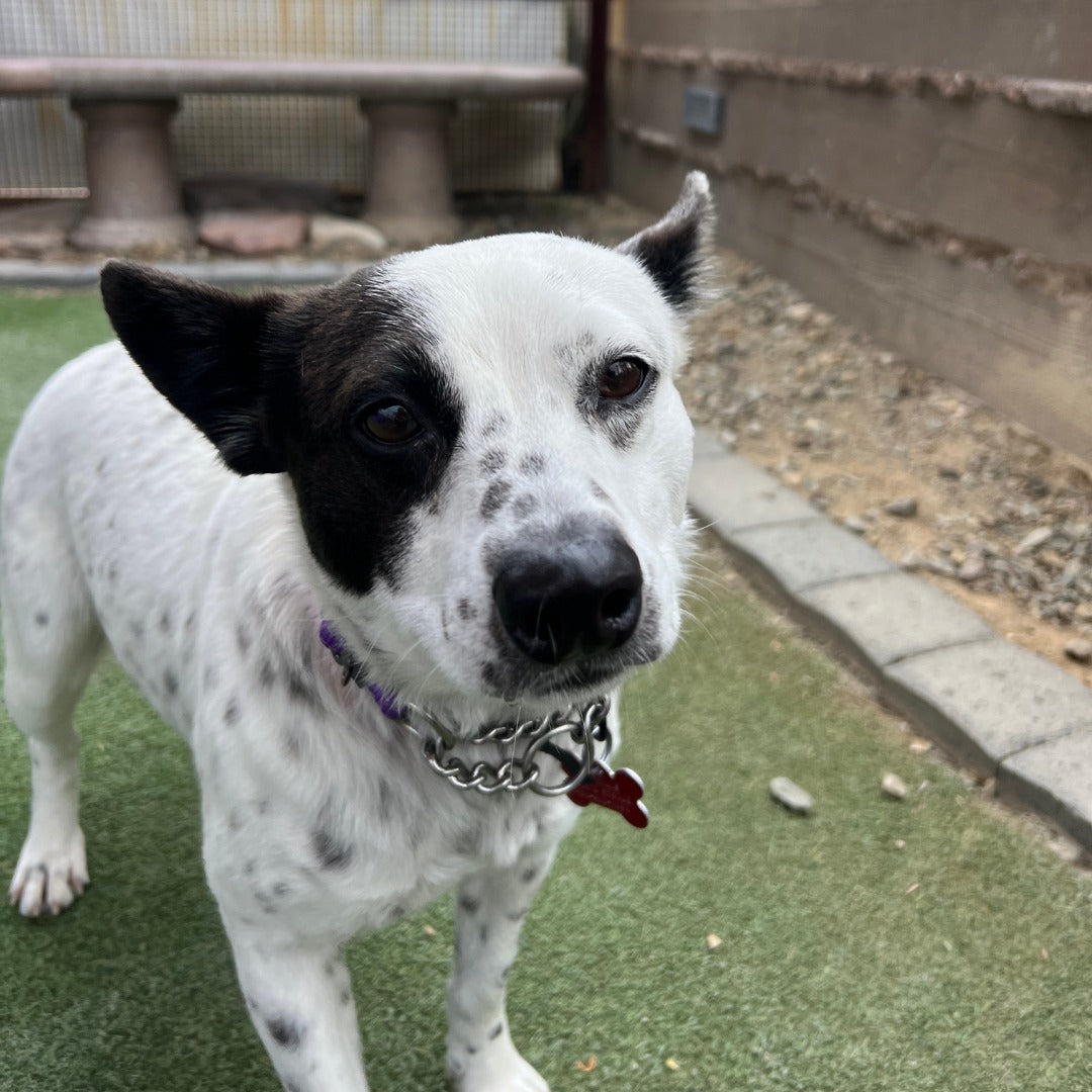 Max and Neo Donation News | Max and Neo