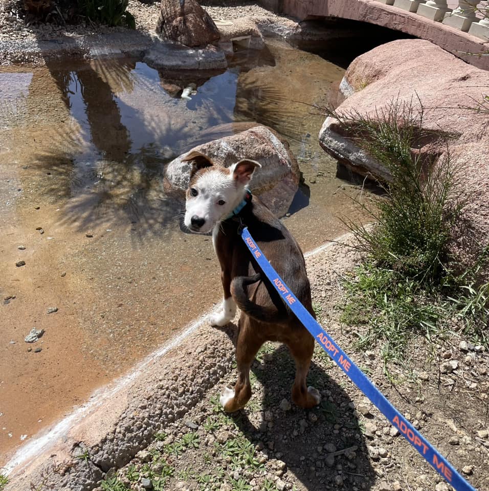 Max and Neo Donation News | Max and Neo