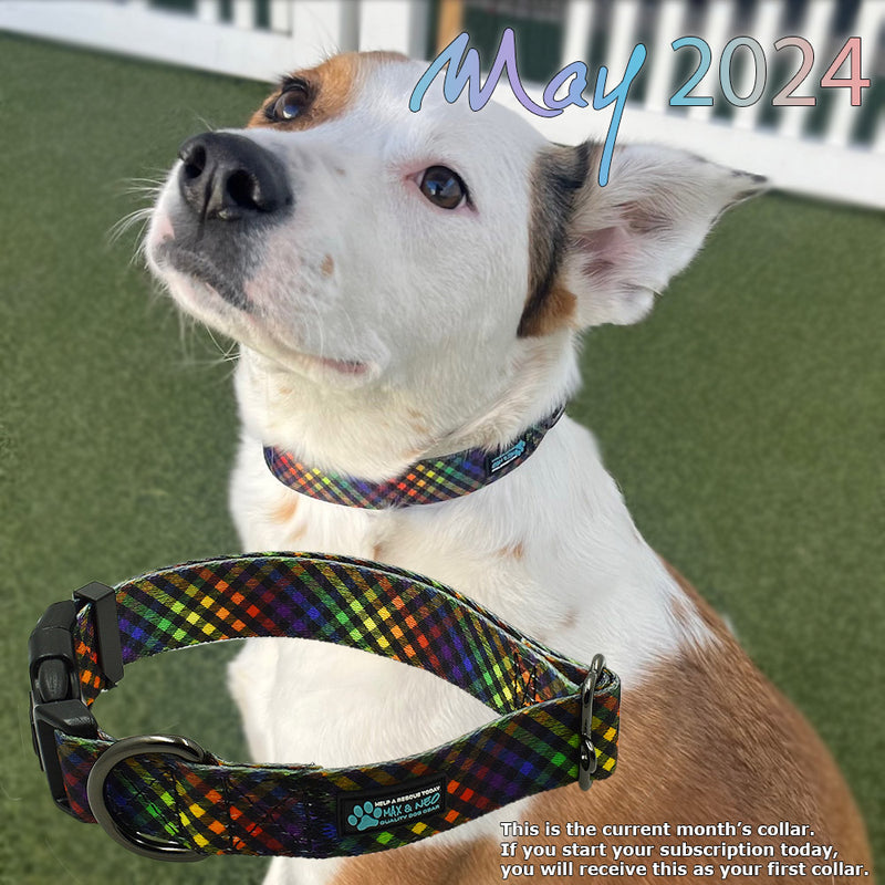 Dog Collars For Sale - Max & Neo | Max and Neo