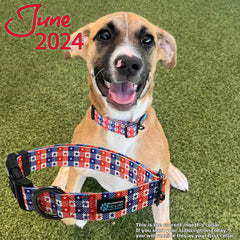 Dog Collars For Sale - Max & Neo | Max and Neo