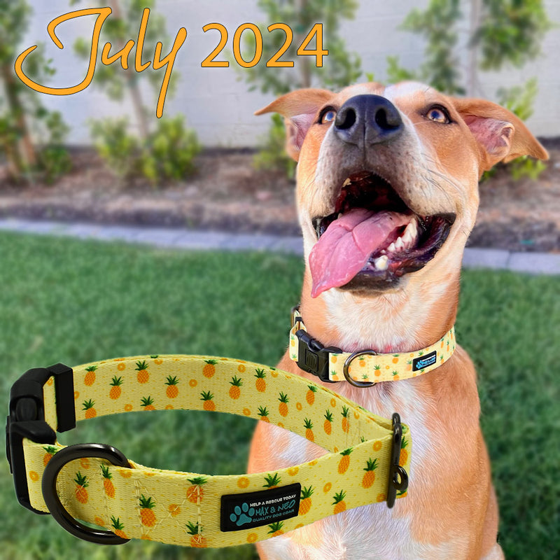 Dog Collars For Sale - Max & Neo | Max and Neo