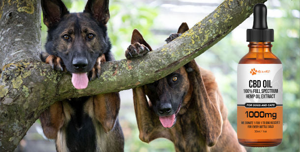 Max and Neo - Dog Collars, Leashes - We Donate 1 For 1 to Dog Rescues ...